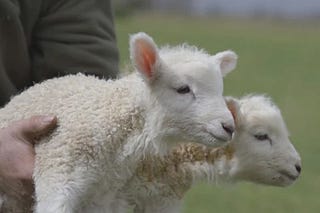 Total Rec | Totally Recommend | Substack