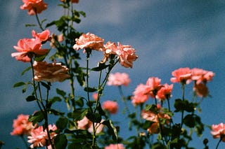 John’s Substack | John Saccone | Substack