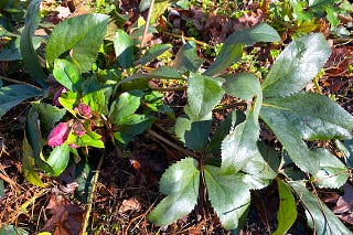 Coming Down to Earth with Barbara Brown Taylor | Substack