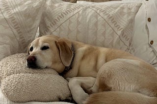 Victoria’s Substack | Victoria Aveyard | Substack