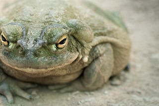 Bike People’s Substack | Bikepeople | Substack