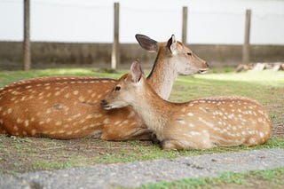 海马星球 Seahorse Planet | Substack