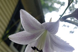 Entropic Absurdity | Zani D | Substack