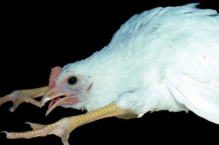 Fast’s Substack | Fast Eddy | Substack