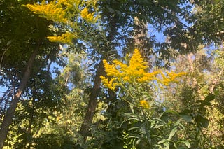 One Brave Thing | Geneva Eby | Substack