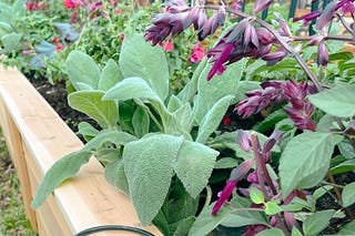 Wild Revival Gardening with Angela K. Nickerson | Substack