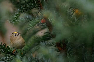 Death & Birds | Chloe Hope | Substack