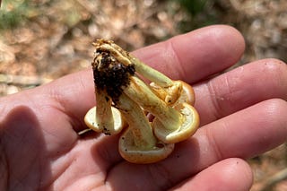 海马星球 Seahorse Planet | Substack