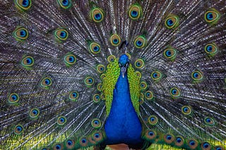 Rational Optimist Society | Substack