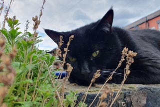 Andrew’s Previews | Andrew Teale | Substack