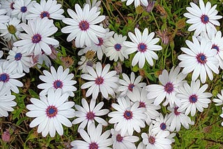 Sub-Liminal Notes | Briar Atkinson | Substack