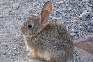 Girl Insides | Substack