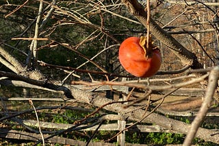 Coming Down to Earth with Barbara Brown Taylor | Substack