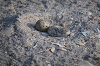 The World According to Fast Eddy | Substack