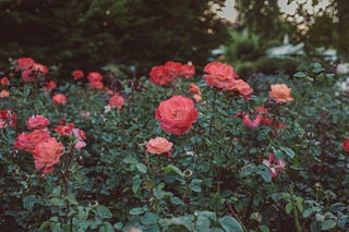 Our Sweetness | Isobel | Substack