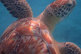 Dave Barry’s Substack | Substack