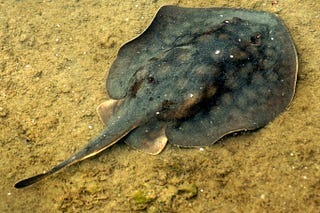 Science of Surfing | Kevin Okun | Substack