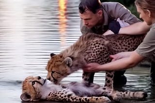 Vamp with Stephanie Wood | Substack