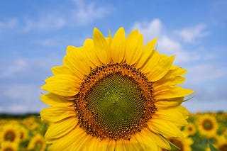 Have Camera Will Travel | David Coleman | Substack