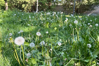 Dandelion Revolution Press | Substack