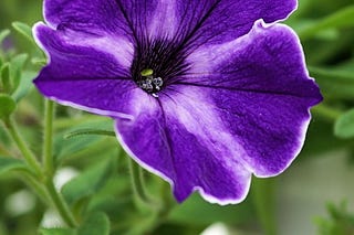 Bible Study Lessons | David E. Pratte | Substack