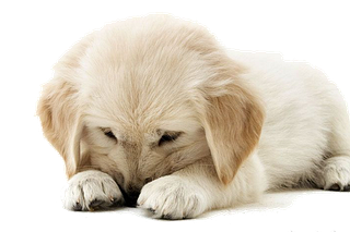 Girl Insides | Substack