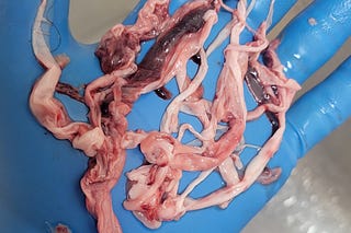 Clotastrophe | Laura Kasner | Substack