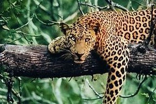 PATRÓN CRIOLLO | Substack