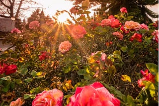 John’s Substack | John Saccone | Substack