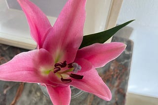 In appreciation | Clara McKay | Substack