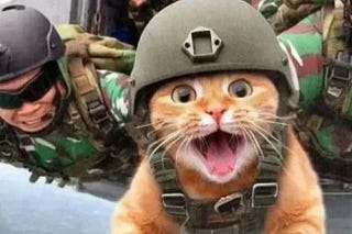 The DoG Pound | Substack