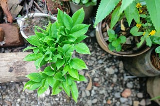 Murphy's Law | Romio | Substack