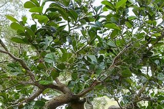 The Fig Tree | Tim Fellows | Substack