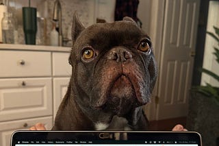 New York Cartoons | Jason Chatfield | Substack