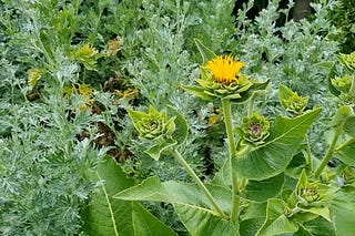 Danu's Irish Herb Garden Substack | Substack