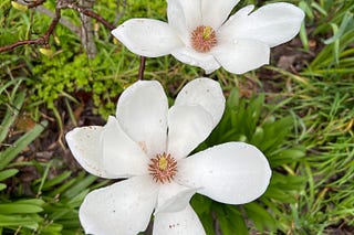 In appreciation | Clara McKay | Substack