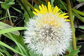 Veriditas Labyrinth | Substack