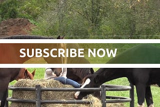 Curious Equestrian | Substack