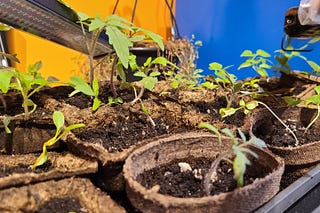 plants.fail | Kim | Substack