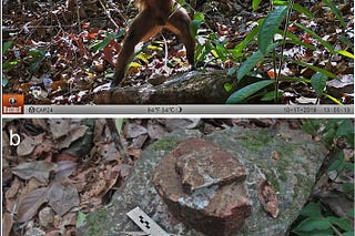 Primatology.net | Kambiz Kamrani | Substack