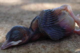 Sean Munger's History and Culture Dispatches | Substack