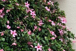 1000 ways to feel more okay | Pip Lincolne | Substack