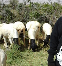 Ahmed’s Newsletter | Ahmed Aden | Substack