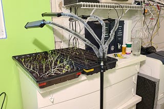 plants.fail | Kim | Substack