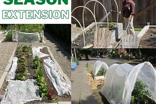 When&What to Grow in Your Pac NW Garden | Amy Pennington | Substack