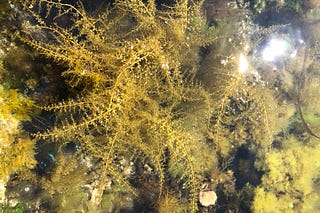 Macro Oceans News | Matthew Perkins | Substack