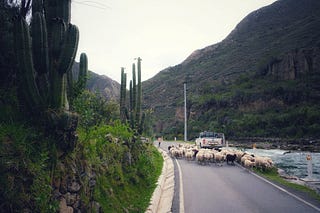 AGUA·COYA | Huachuma Collective | Substack