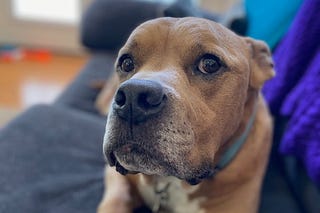 Fenbendazole Can Cure Cancer | Ben Fen | Substack