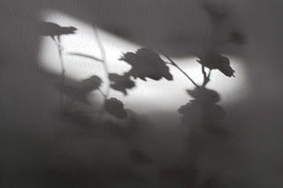 Peter Daou | Substack