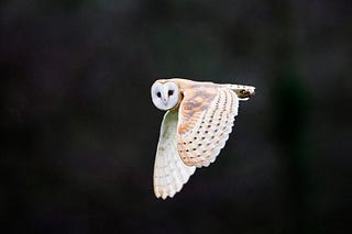 Words From The Hedge | Richard Negus | Substack